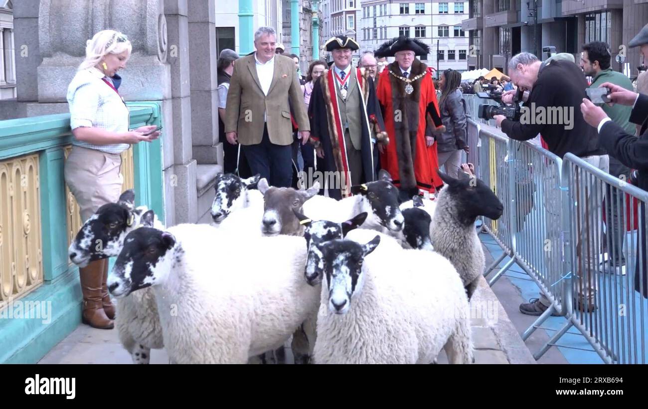 Richard Corrigan (left) drive sheep over Southwark Bridge, London, in ...