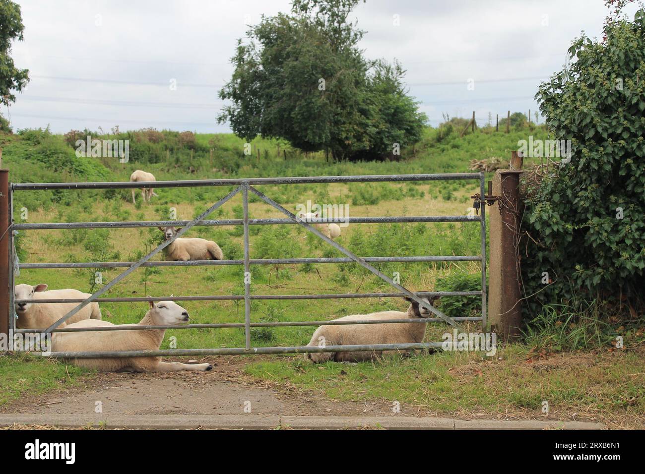 Looking through a metal gate hi-res stock photography and images - Alamy