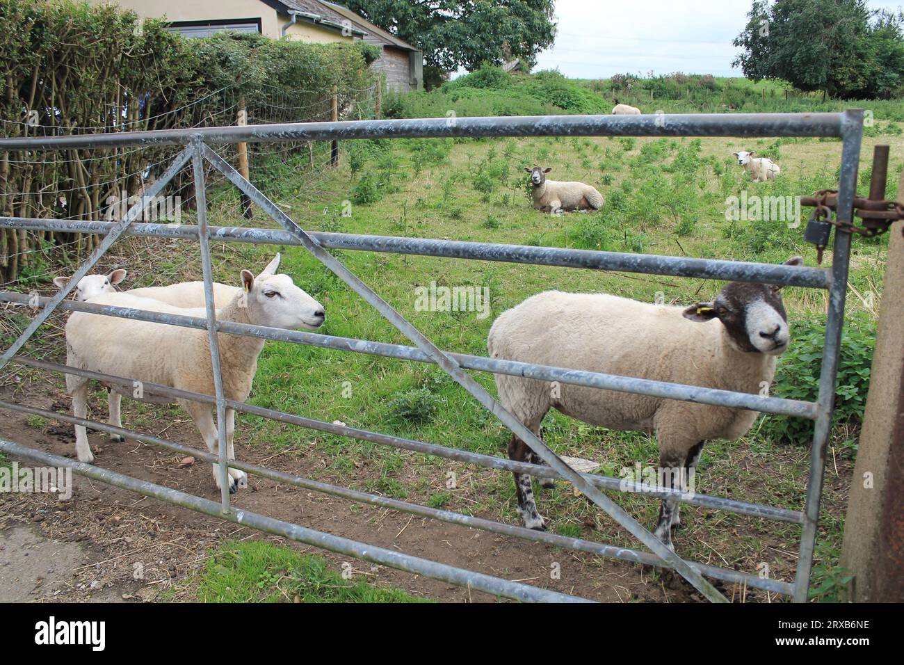 West Haddlesey, Selby, North Yorkshire UK August 11th 2023 Sheep ...