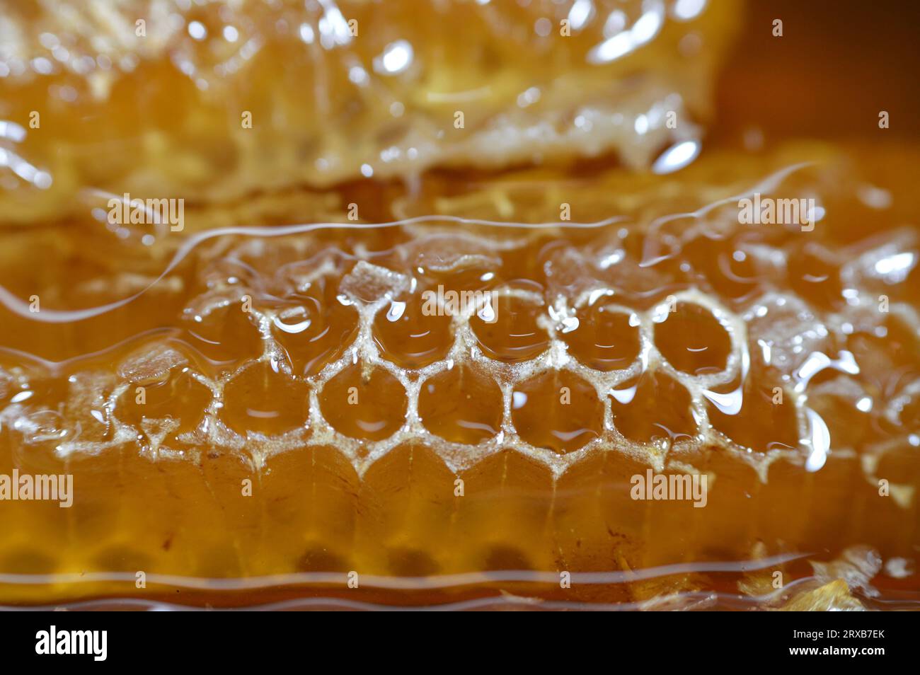 Hexagonal honeycomb cells with honey that hold the queen bee's eggs and ...