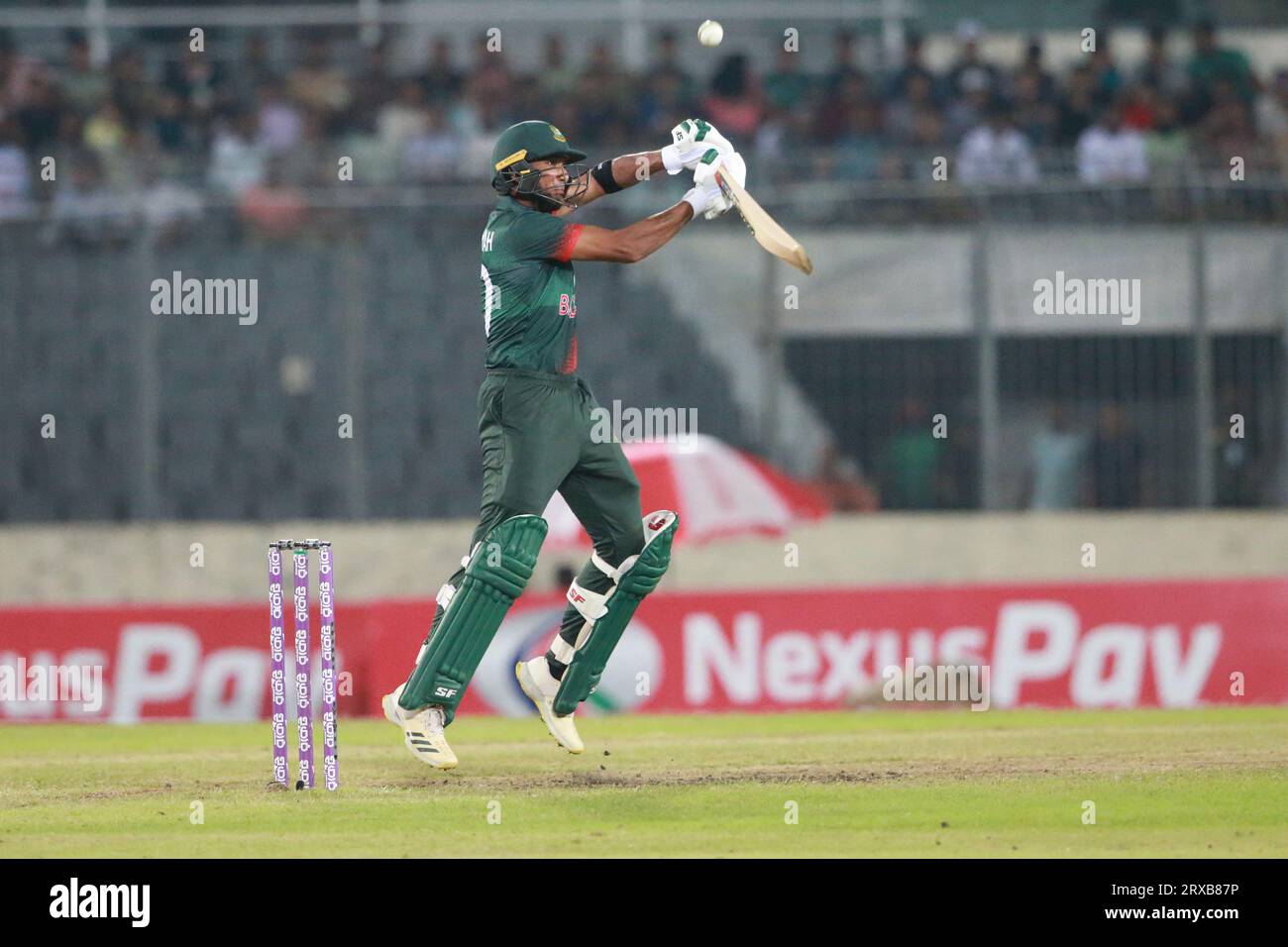 New world bats hi-res stock photography and images - Alamy