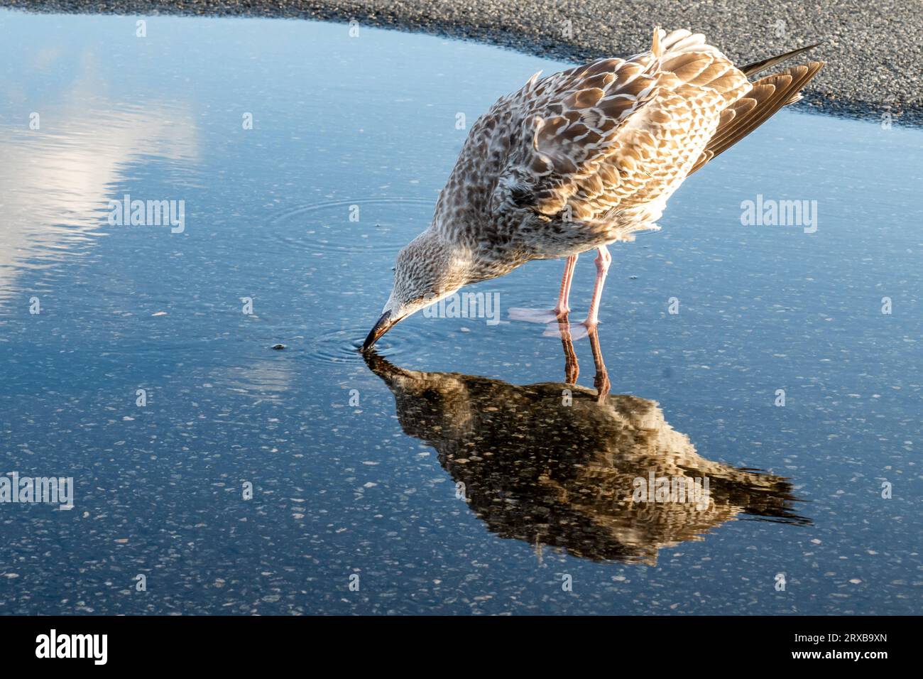 Young seagull standing in a puddle of rainwater Stock Photo - Alamy