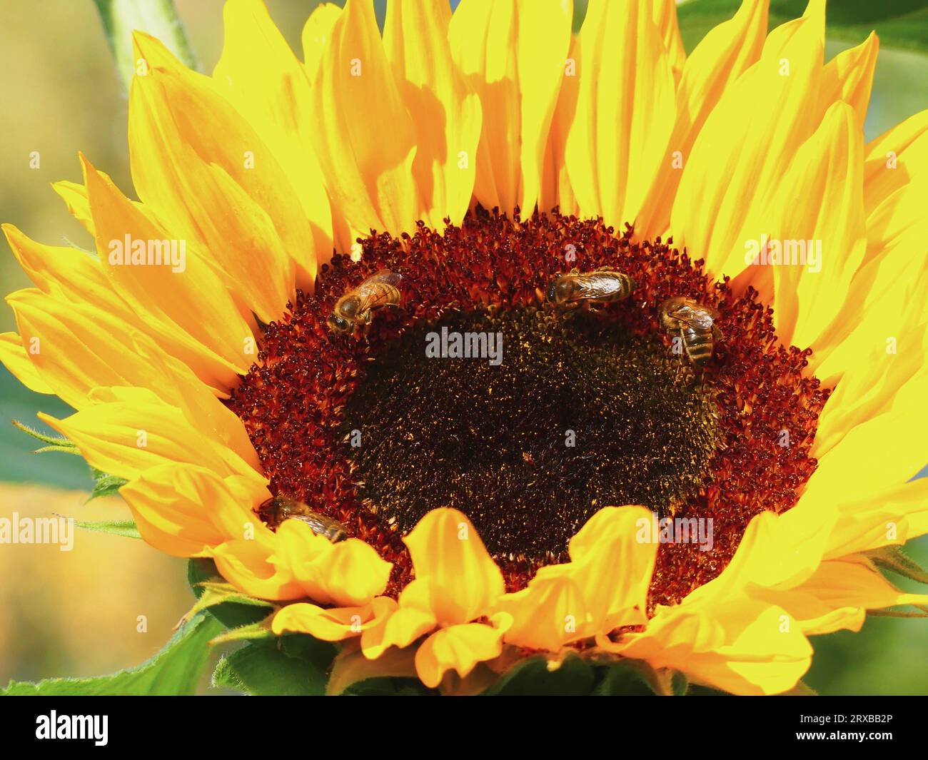 Sunflower insects hi-res stock photography and images - Alamy