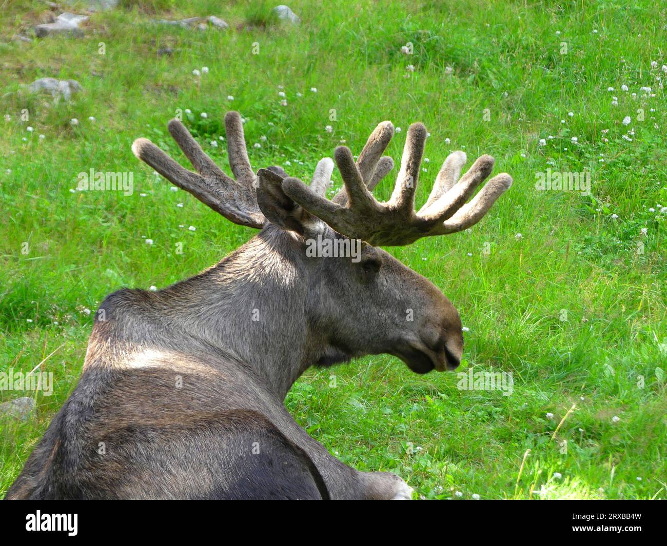 Moose in zoo hi-res stock photography and images - Alamy