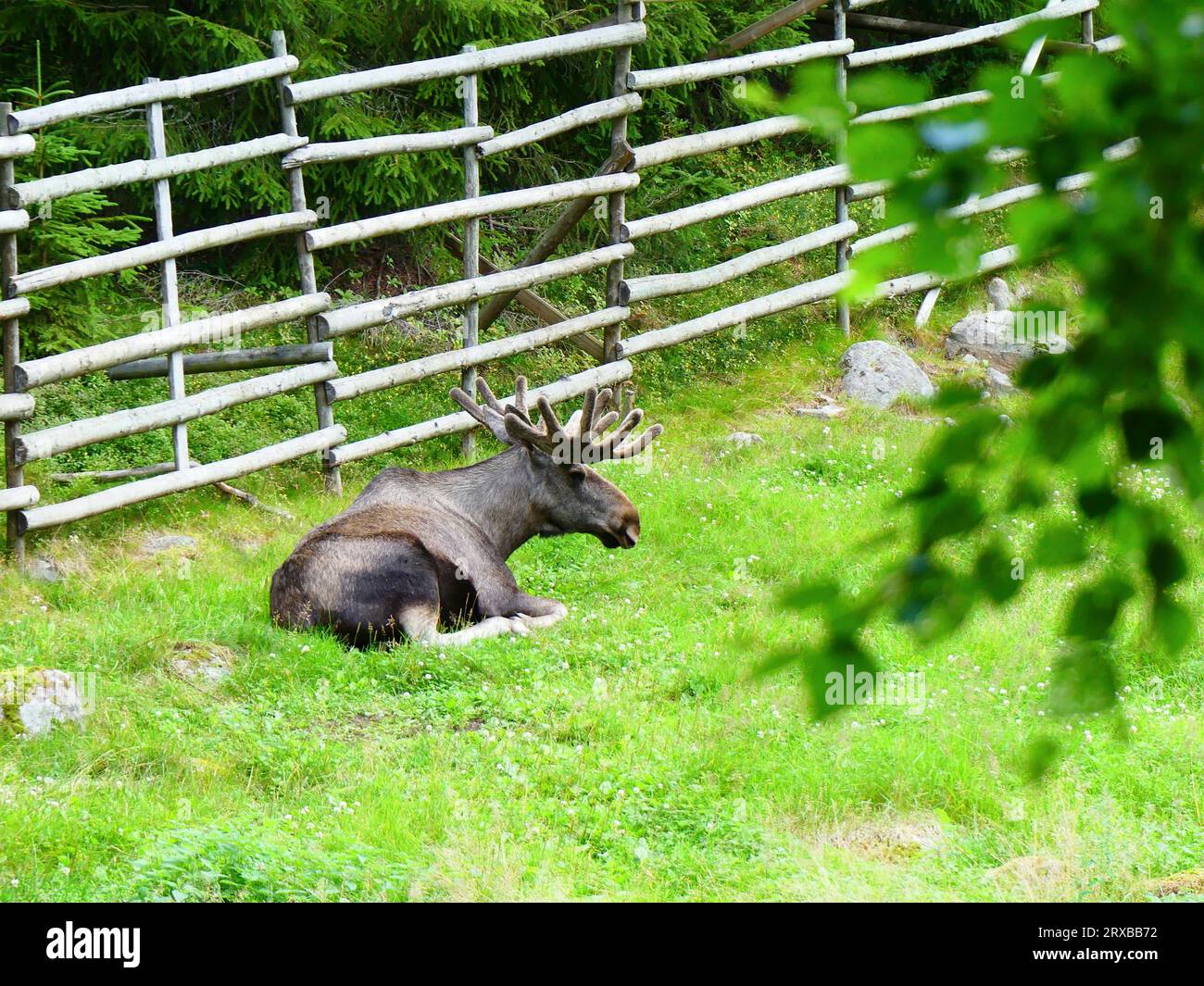 Moose in zoo hi-res stock photography and images - Alamy