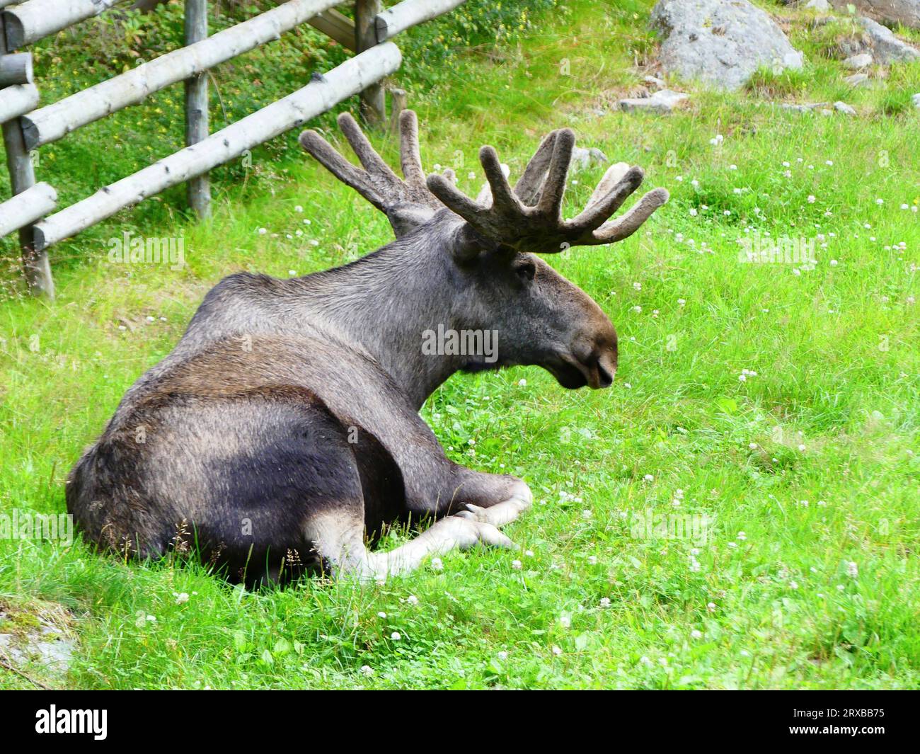 Moose in zoo hi-res stock photography and images - Alamy