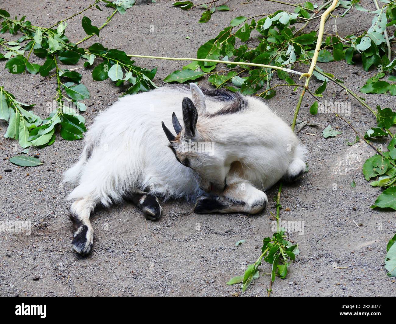 Goat kid on zoo Stock Photo - Alamy