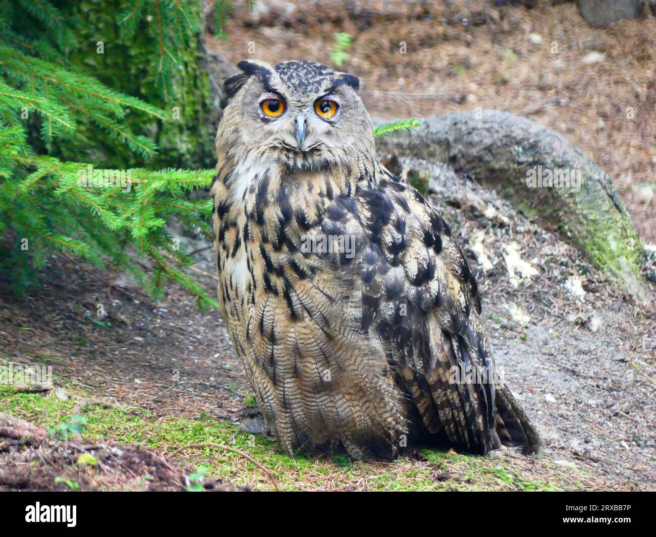Eagle owl in zoo Stock Photo - Alamy
