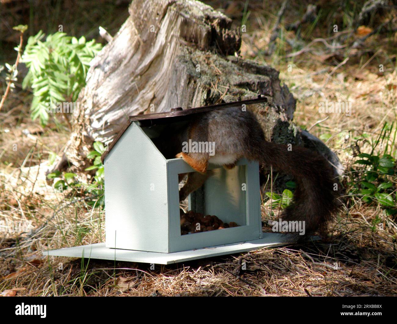 In a squirrel house hi-res stock photography and images - Alamy