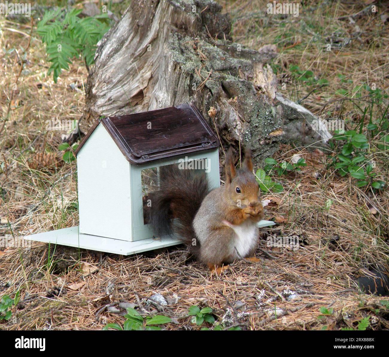 Squirrel eating hazelnuts at the squirrel house Stock Photo - Alamy