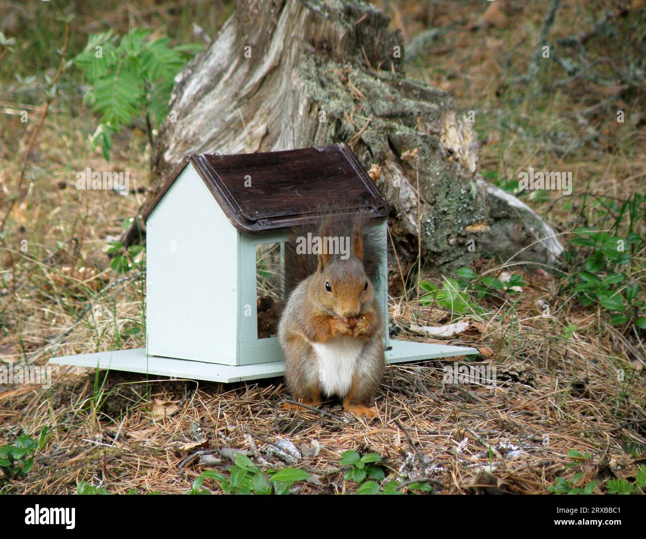 Squirrel eating hazelnuts at the squirrel house Stock Photo - Alamy