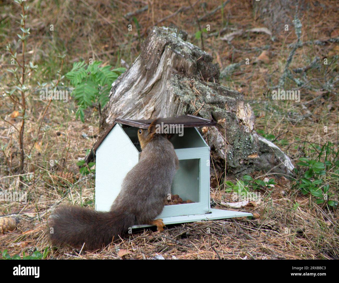 Squirrel house hi-res stock photography and images - Alamy