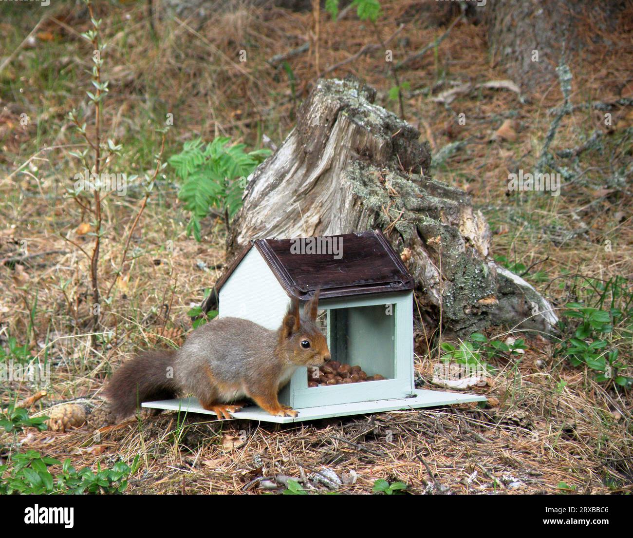 Squirrel at squirrel house with hazelnuts Stock Photo - Alamy