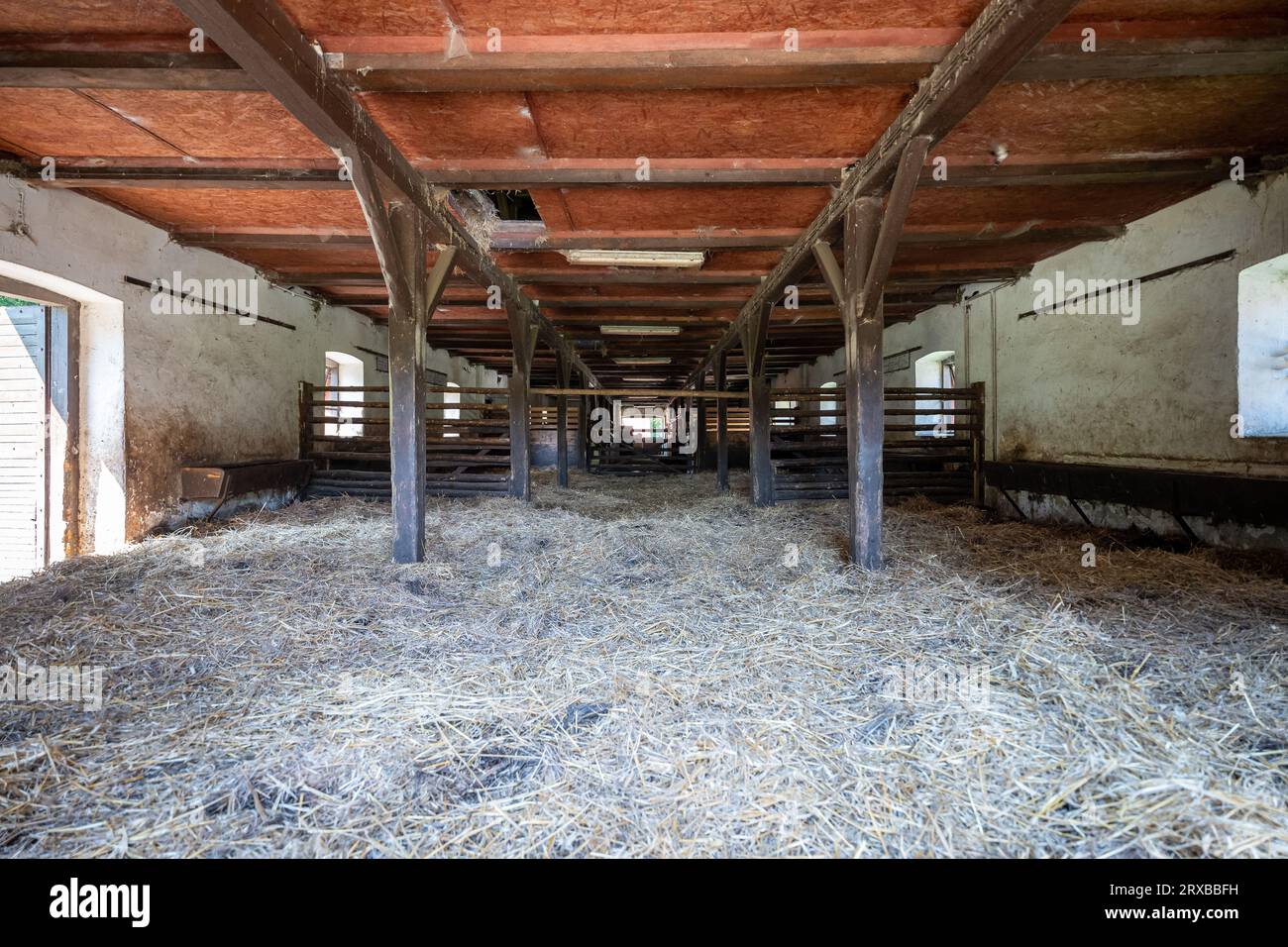 Interior of stable in horse breeding. Clean hay lying down on the floor ...