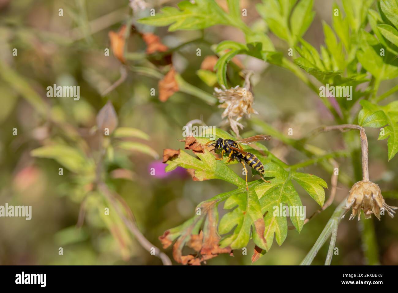 Wasp on the leaf hi-res stock photography and images - Alamy