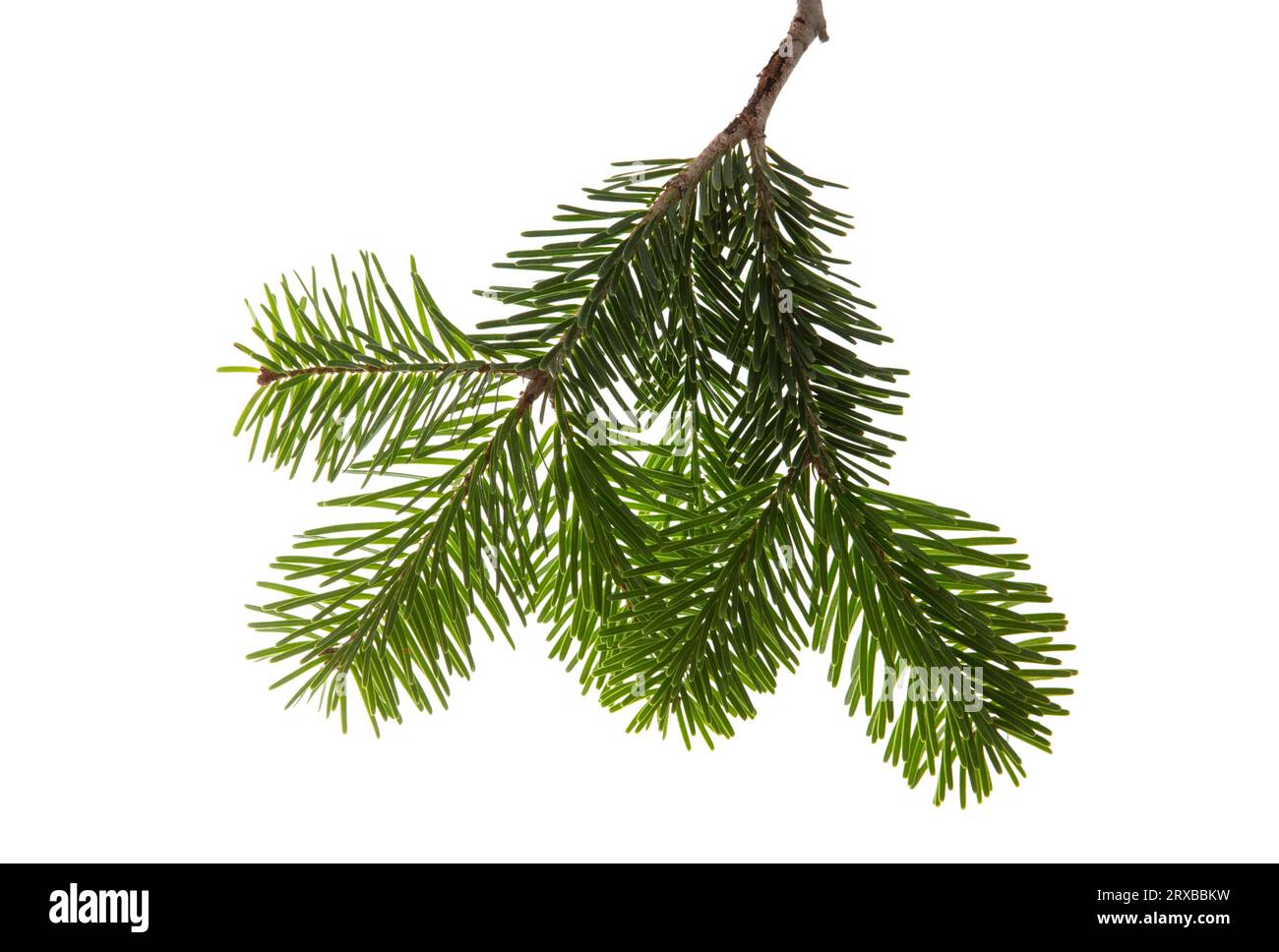 Holly garland transparent hi-res stock photography and images - Alamy