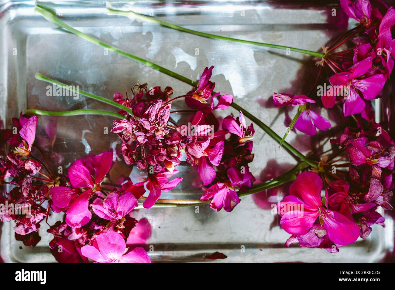 Herbarium dried flowers of geranium pelargonium Stock Photo - Alamy