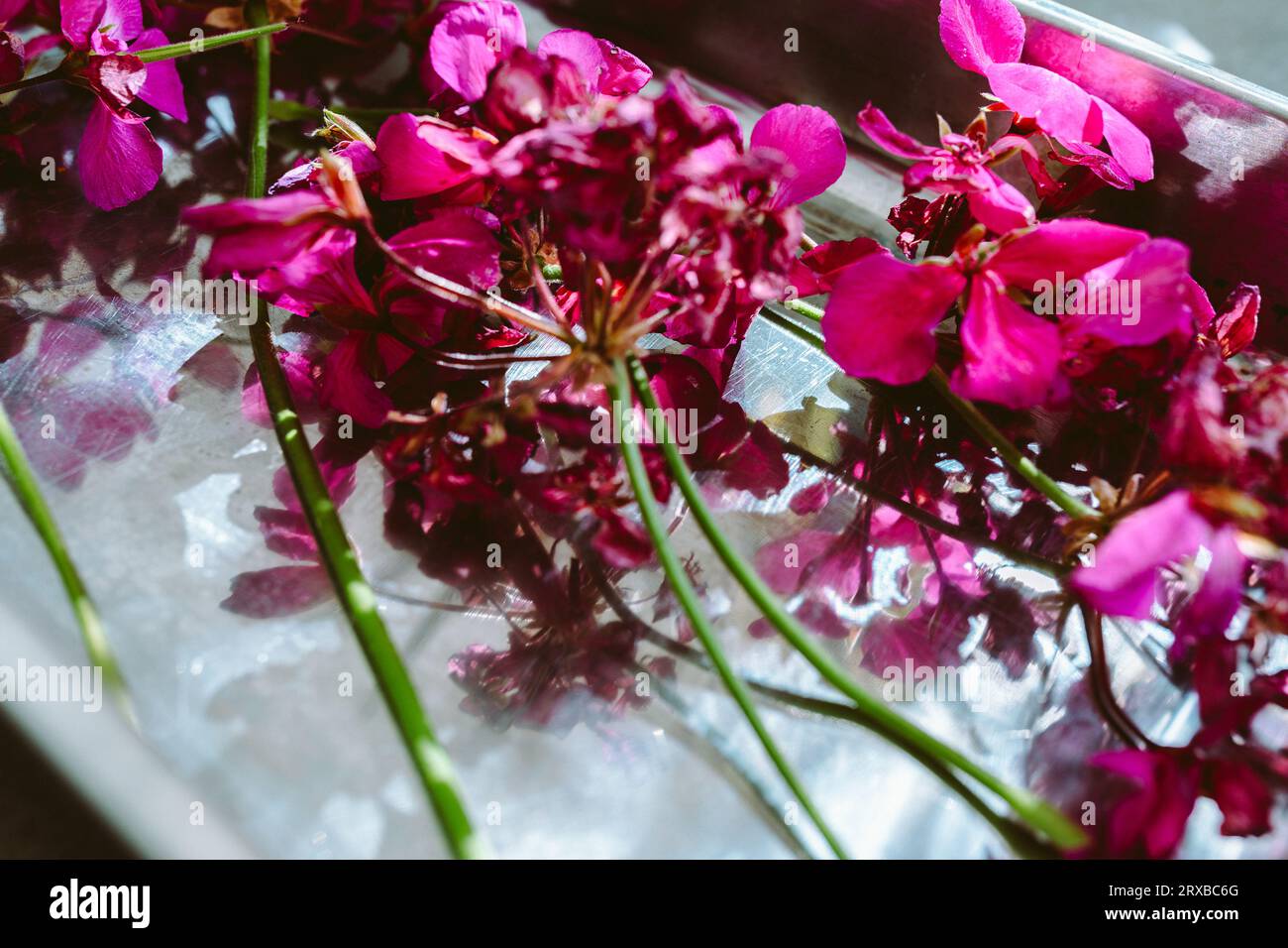 Herbarium dried flowers of geranium pelargonium Stock Photo - Alamy