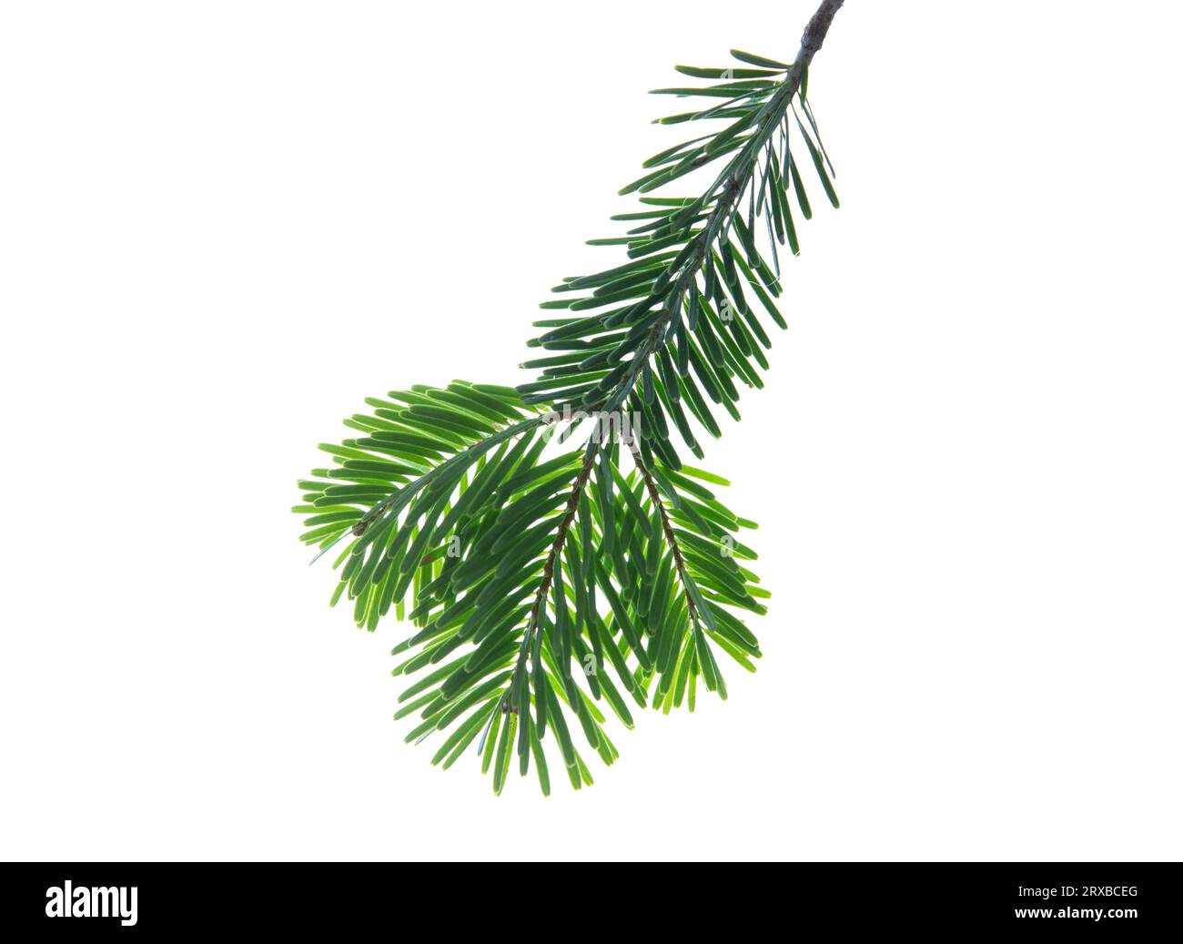 Tree png Cut Out Stock Images & Pictures - Alamy