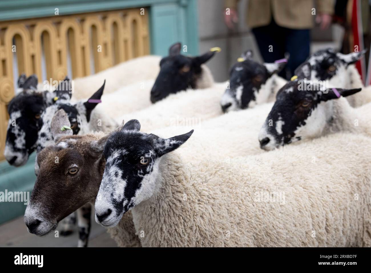 London, UK. 24th Sep, 2023. A herd of sheep seen driving across the ...