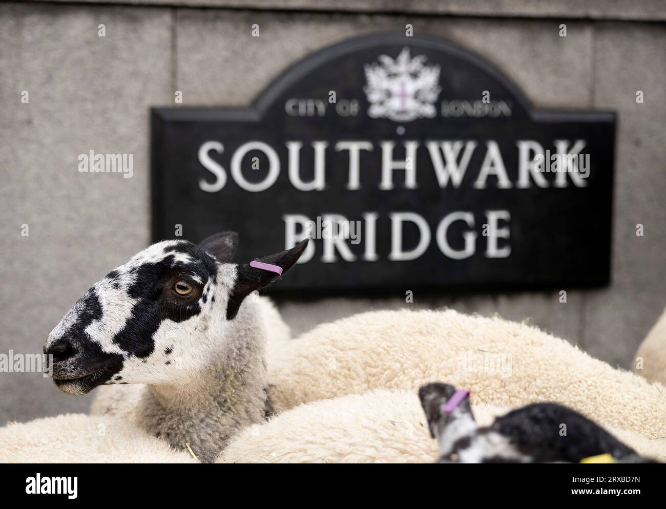 London, UK. 24th Sep, 2023. A herd of sheep is seen on the Southwark ...