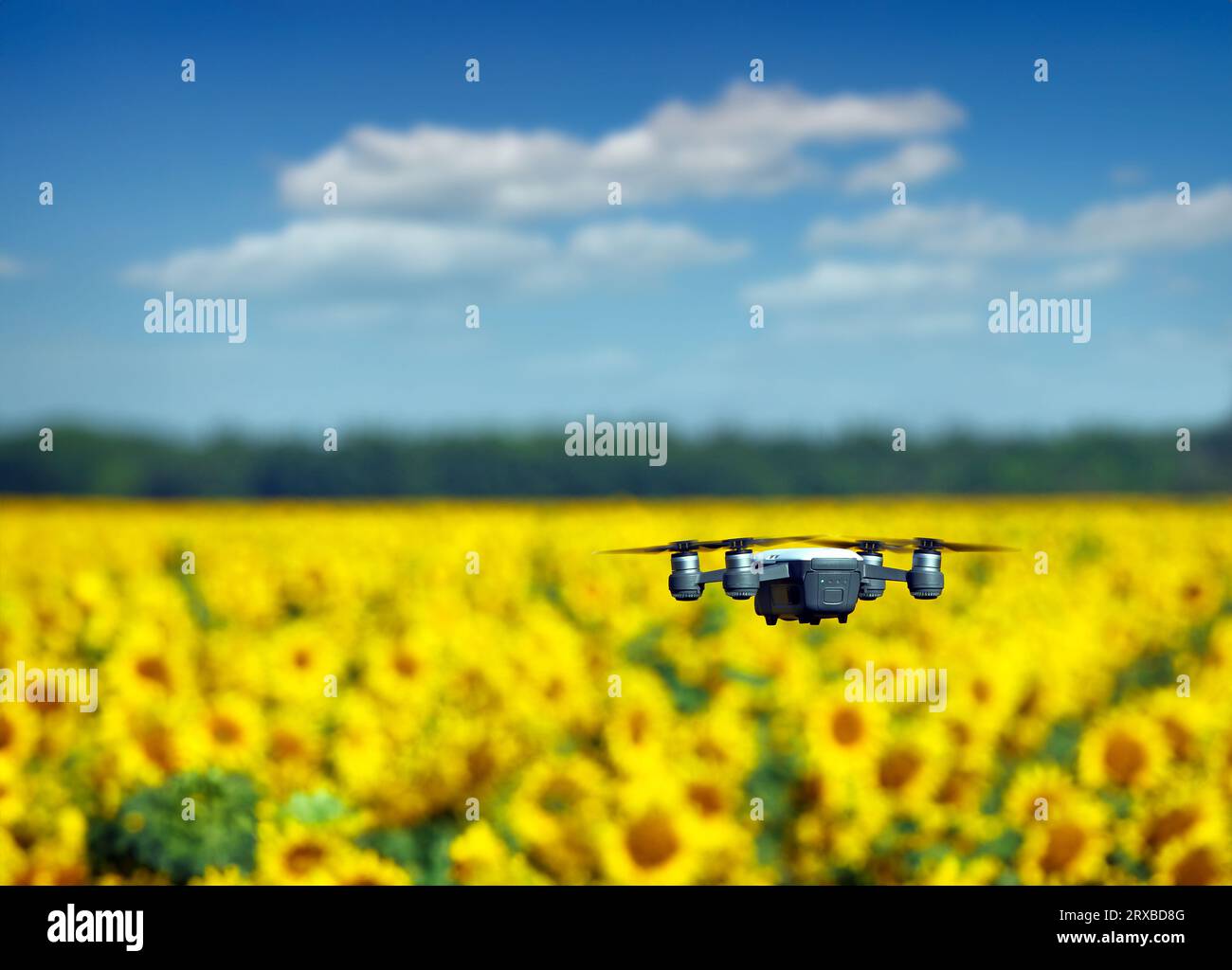 The drone is flying over the sunflower field summertime Stock Photo - Alamy