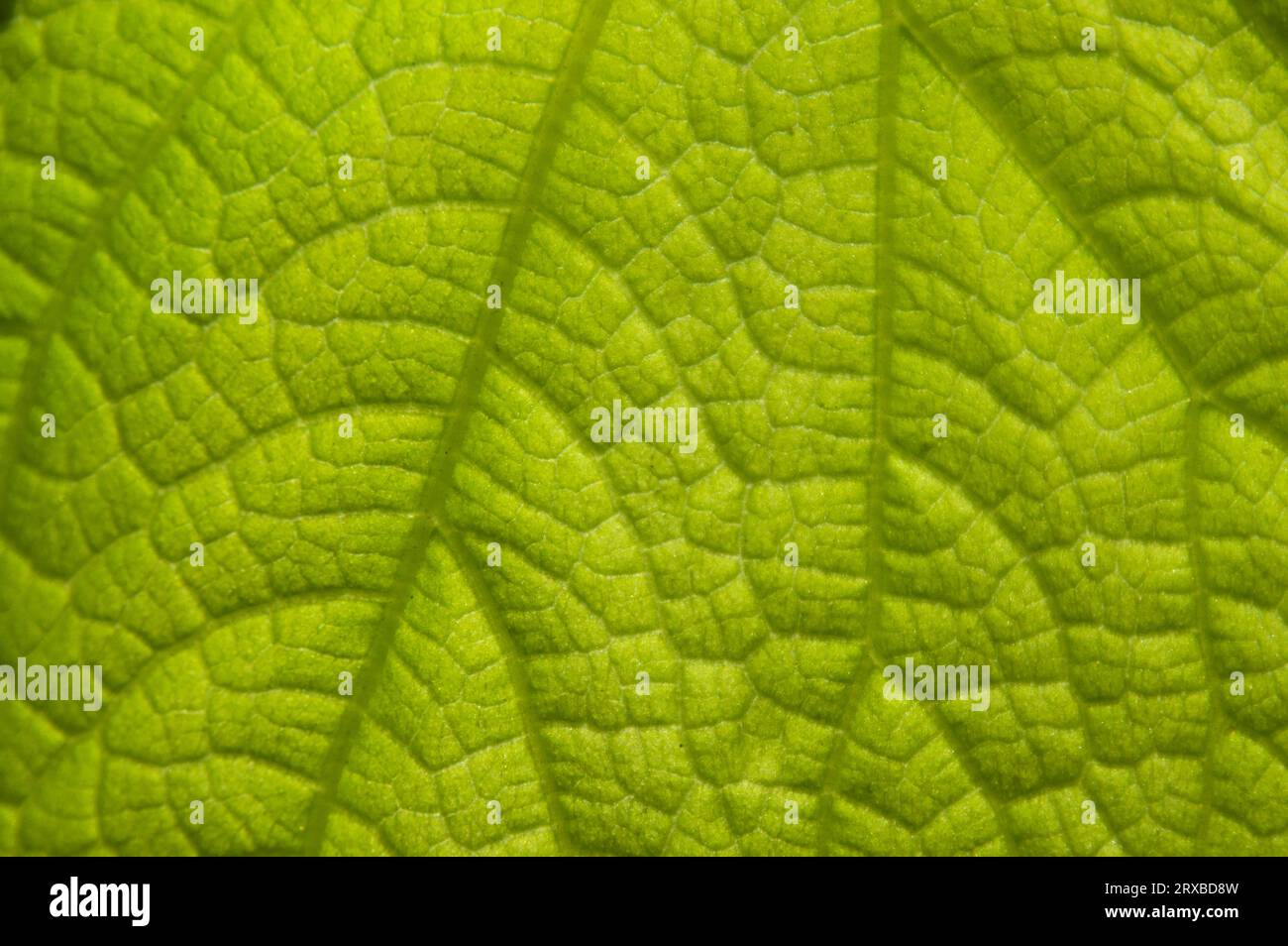 Pattern of light green plant leaves, green background Stock Photo - Alamy