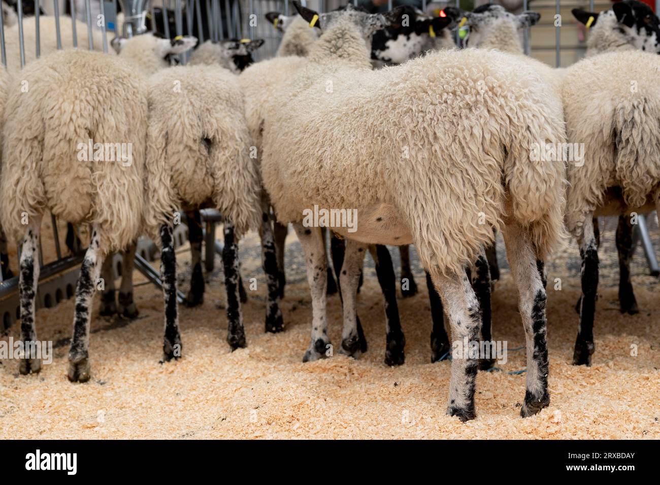 London, UK. 24th Sep, 2023. Sheep seen on Southwark Bridge prior to the ...