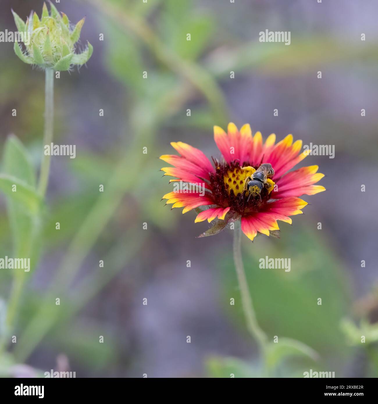 Yellow and red pollen hi-res stock photography and images - Alamy