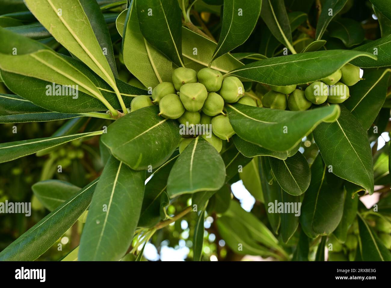 Allspice tree hi-res stock photography and images - Alamy