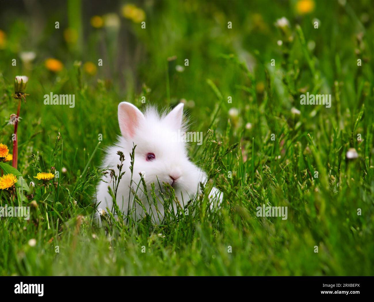 dwarf white bunny in green grass nature Stock Photo - Alamy