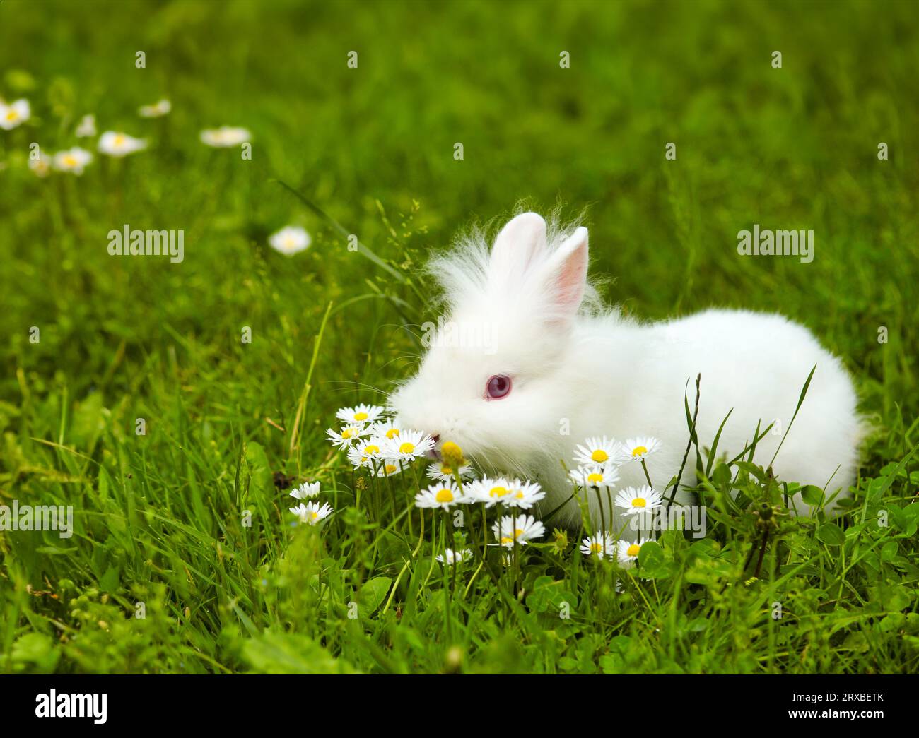 Bunny standing hi-res stock photography and images - Alamy
