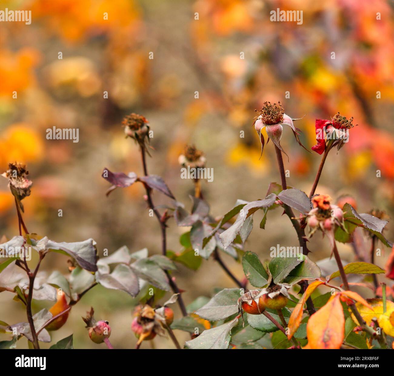 Wilted bush roses hi-res stock photography and images - Alamy
