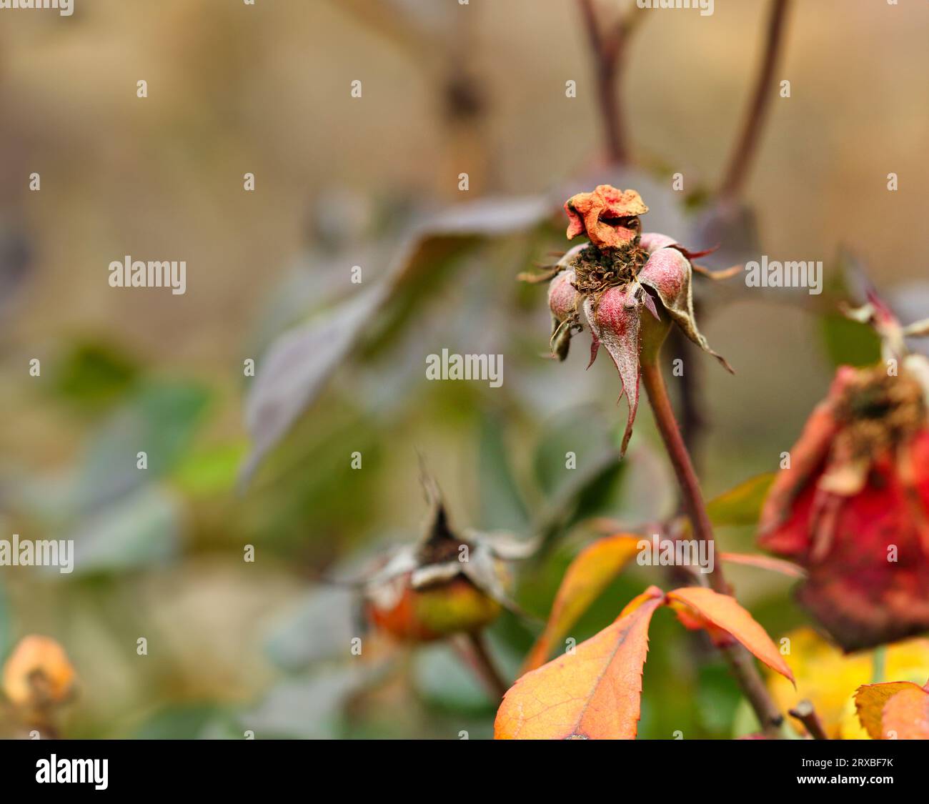 wilted roses garden autumn season nature background Stock Photo - Alamy