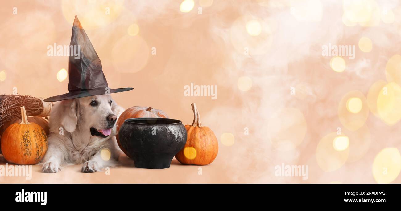 Cute Labrador dog with witch hat, cauldron and pumpkins on beige ...
