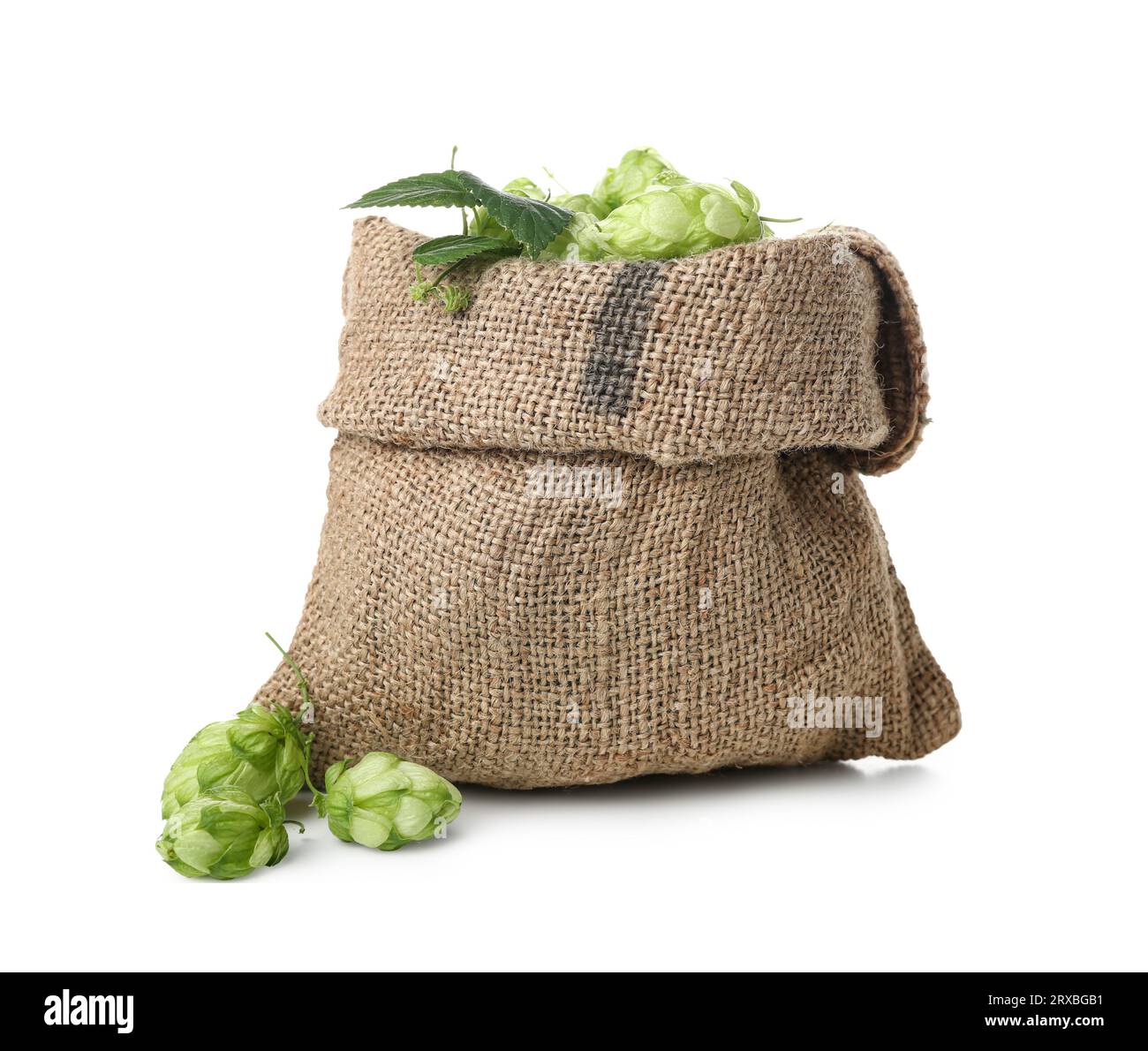 Sack bag with fresh green hops and leaves on white background Stock ...