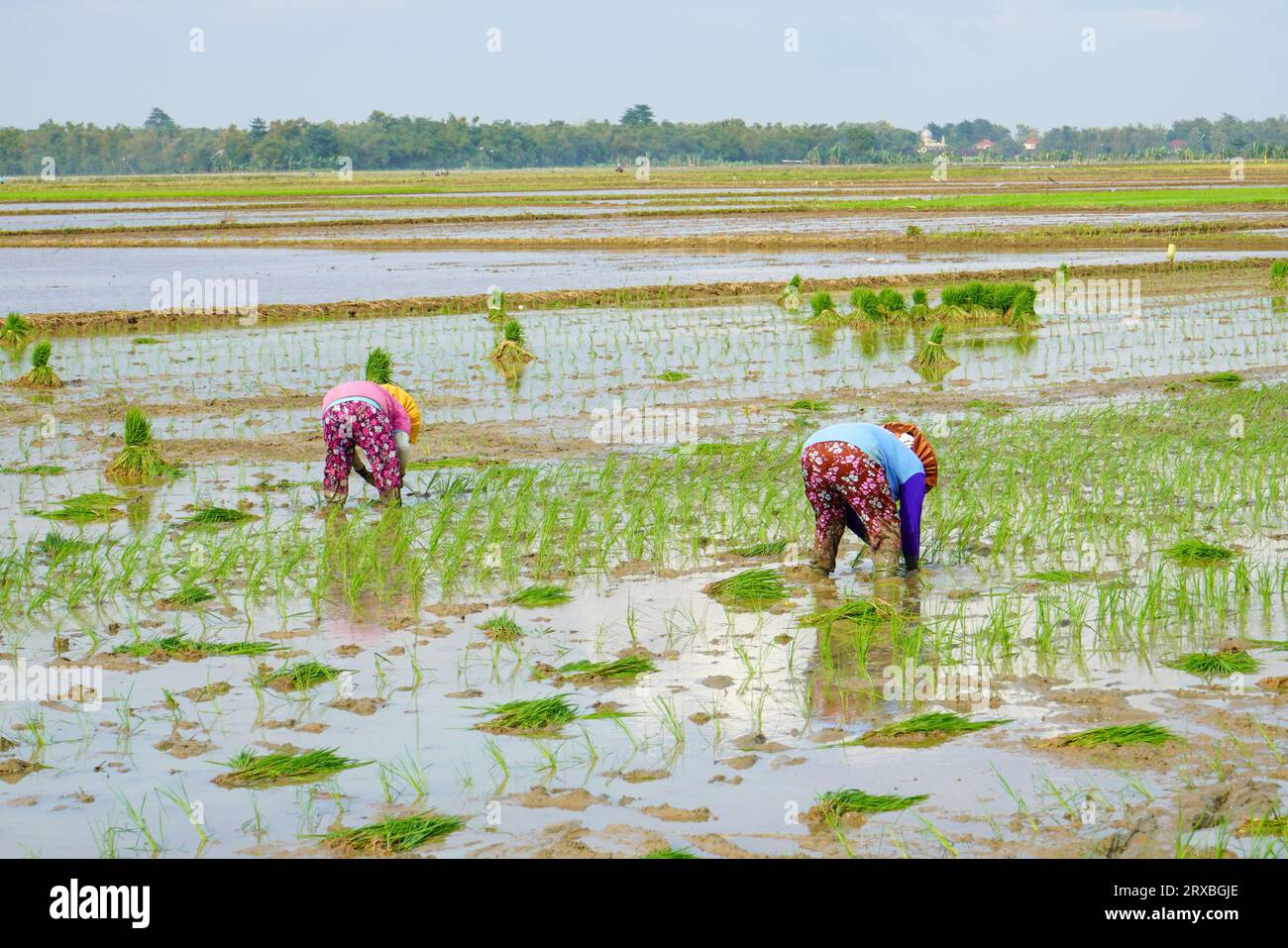 A farmer is planting young rice seeds by walking backwards in a muddy ...