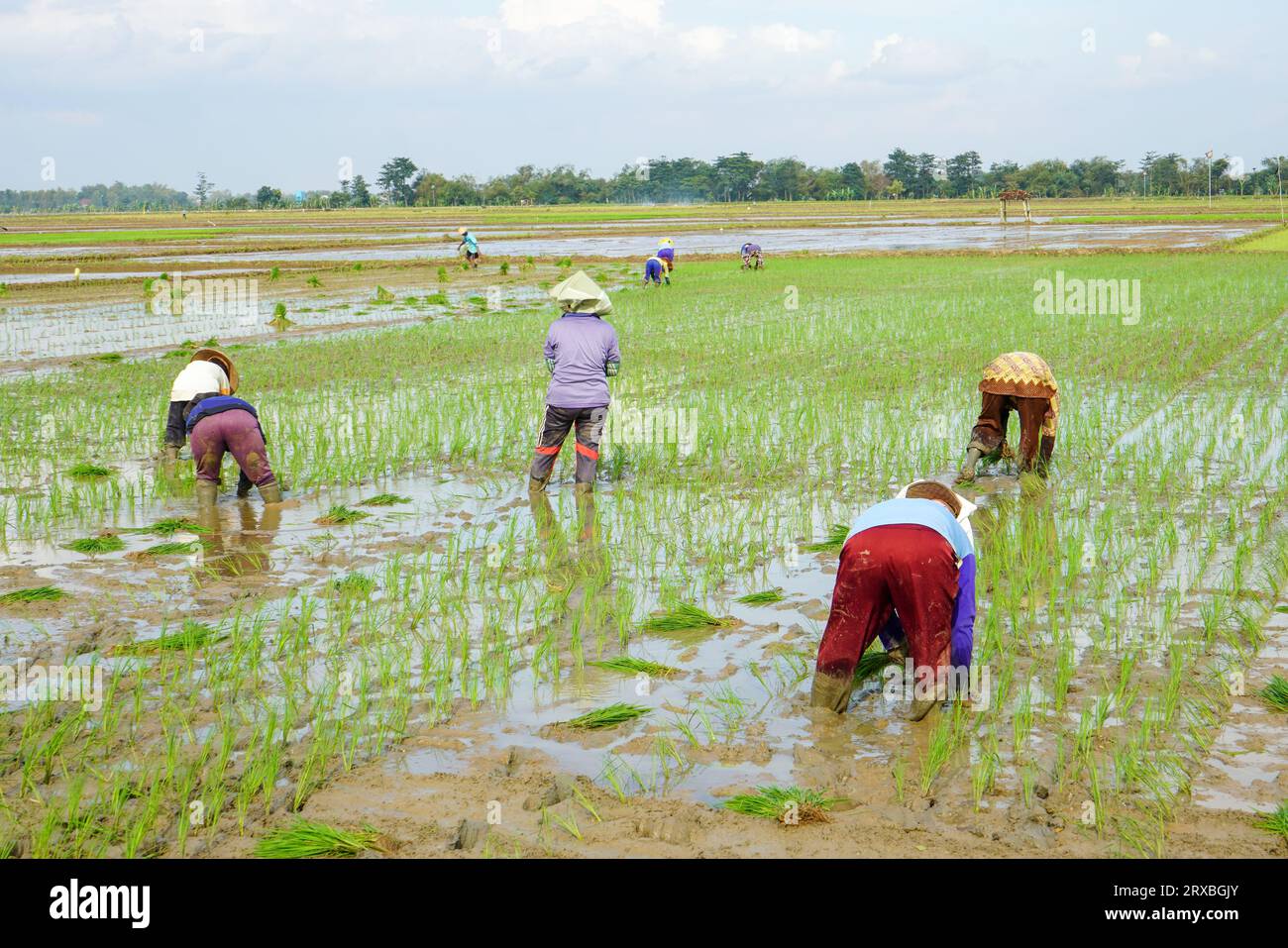 A farmer is planting young rice seeds by walking backwards in a muddy ...