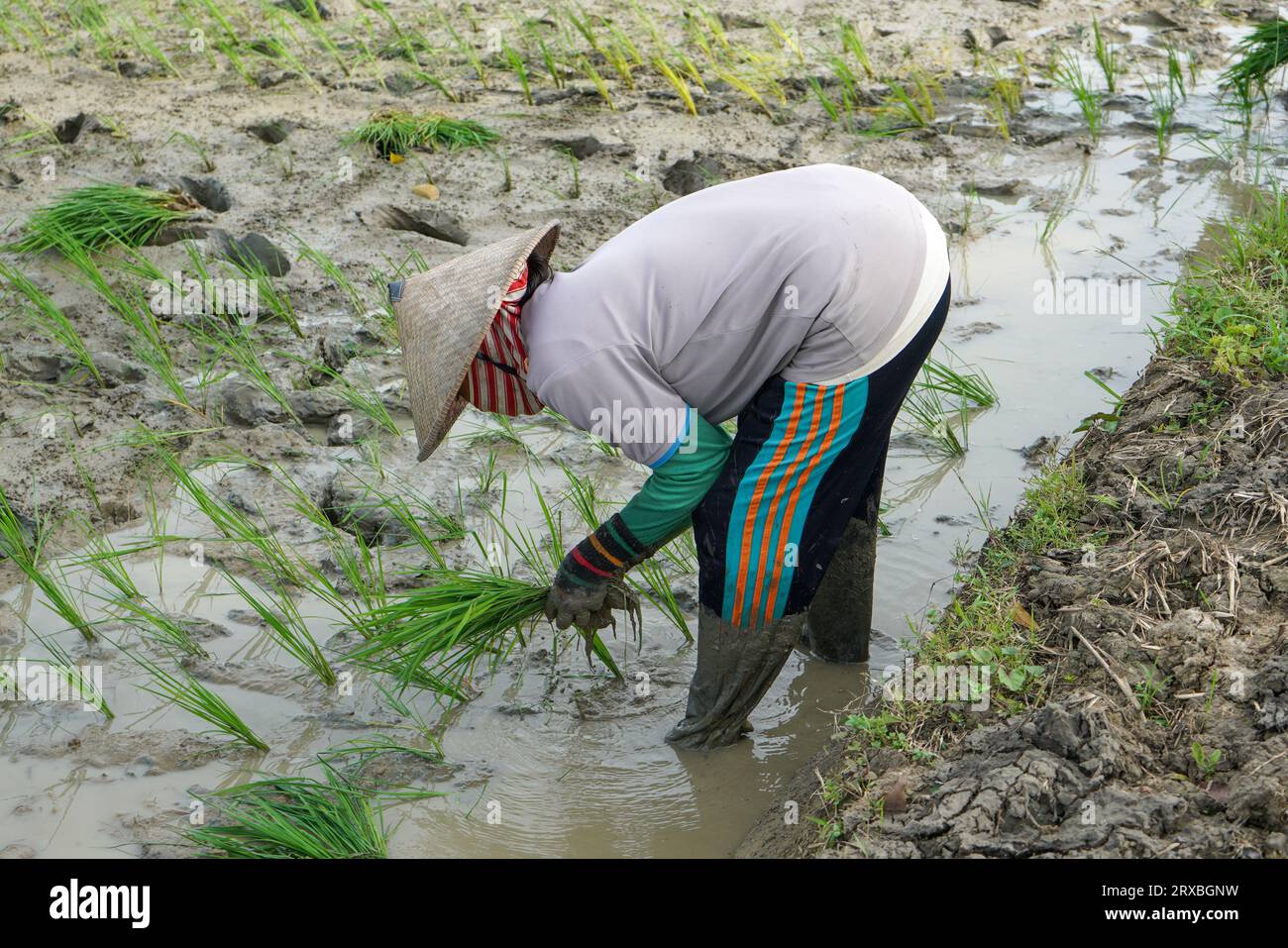 A farmer is planting young rice seeds by walking backwards in a muddy ...
