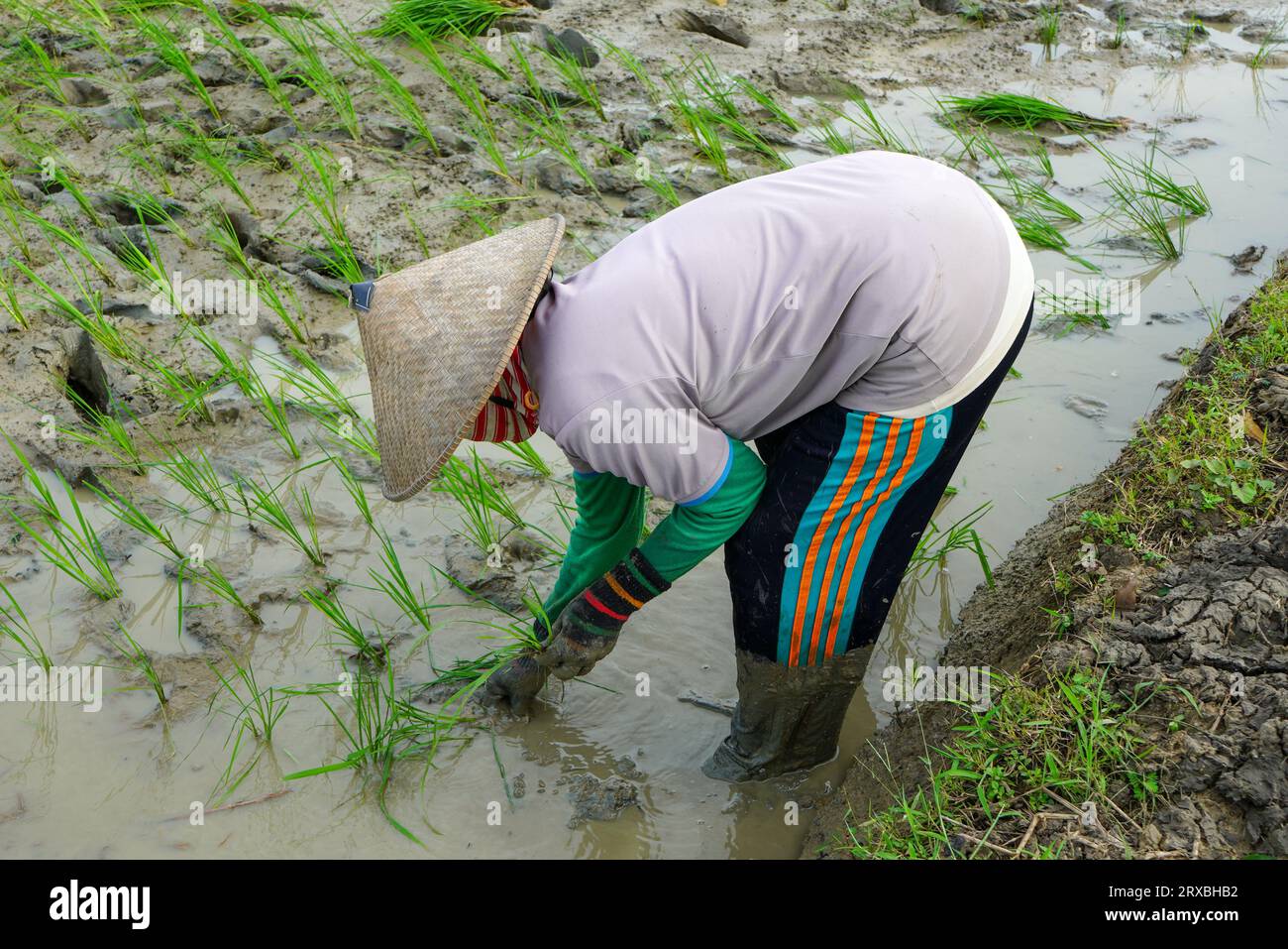 A farmer is planting young rice seeds by walking backwards in a muddy ...