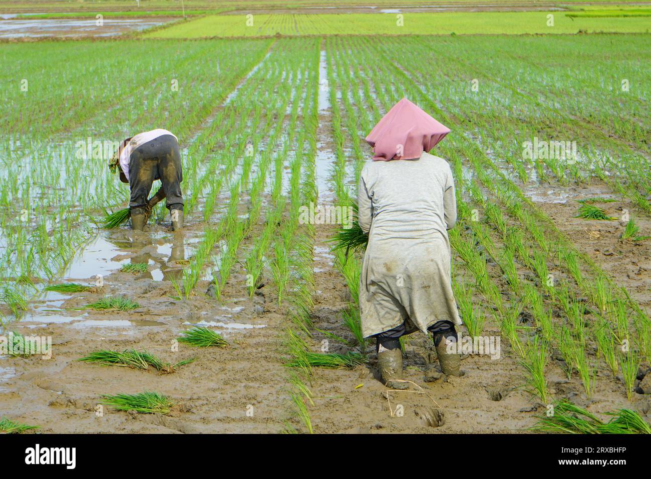 A farmer is planting young rice seeds by walking backwards in a muddy ...