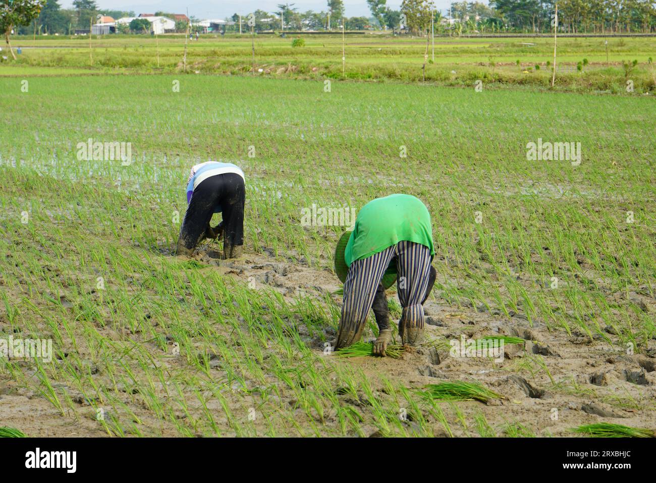 A farmer is planting young rice seeds by walking backwards in a muddy ...