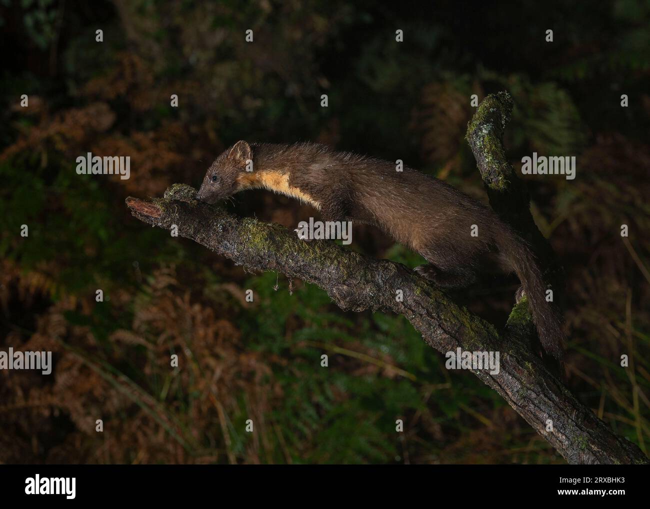Pine marten (Martes martes) searching for food up a tree branch, in the ...