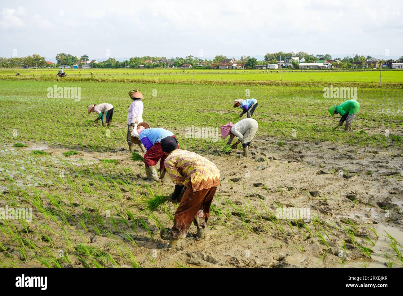 A farmer is planting young rice seeds by walking backwards in a muddy and fertile paddy field ...