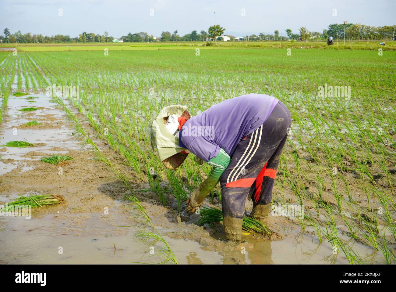 Indonesian male farmer walking rice hi-res stock photography and images ...
