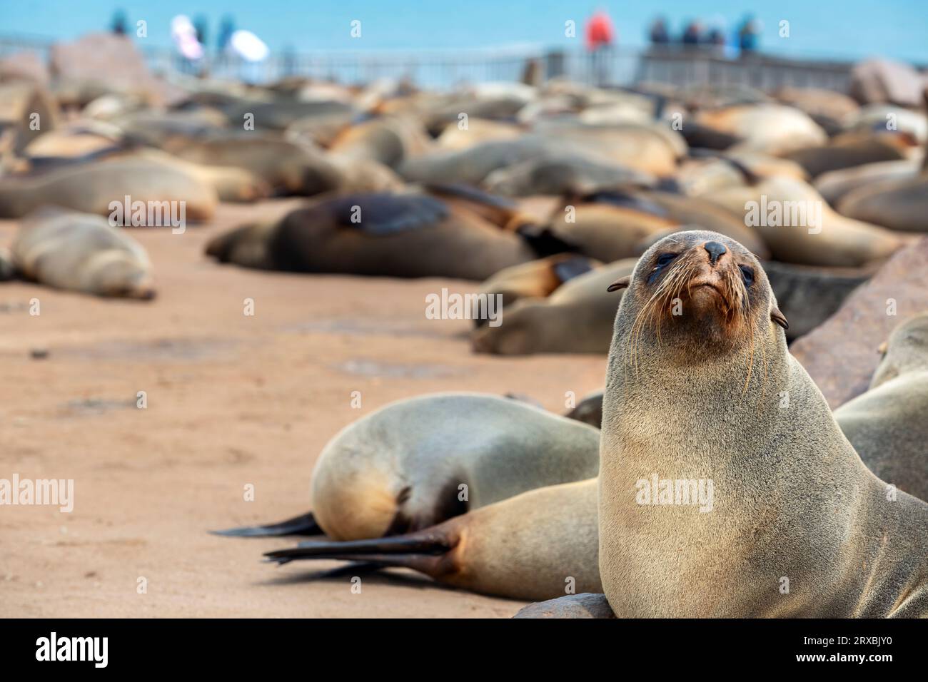 Cape Cross Seal Reserve in the South Atlantic in the Skeleton Coast ...