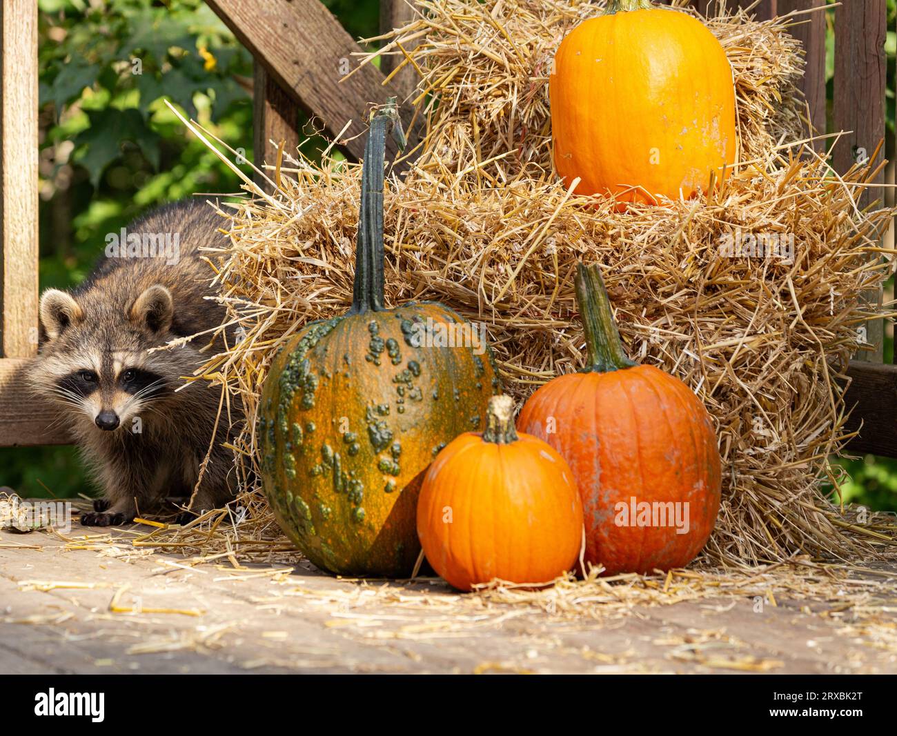Raccoon with pumpkins and square hay bales Stock Photo - Alamy