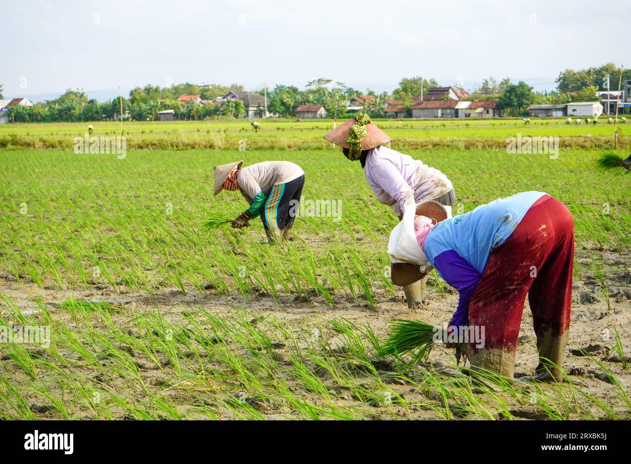 A farmer is planting young rice seeds by walking backwards in a muddy ...