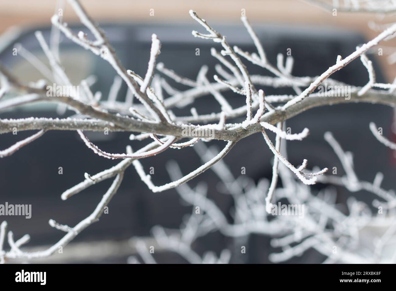 Tree branches in winter. Snow on branches. Details of winter nature ...