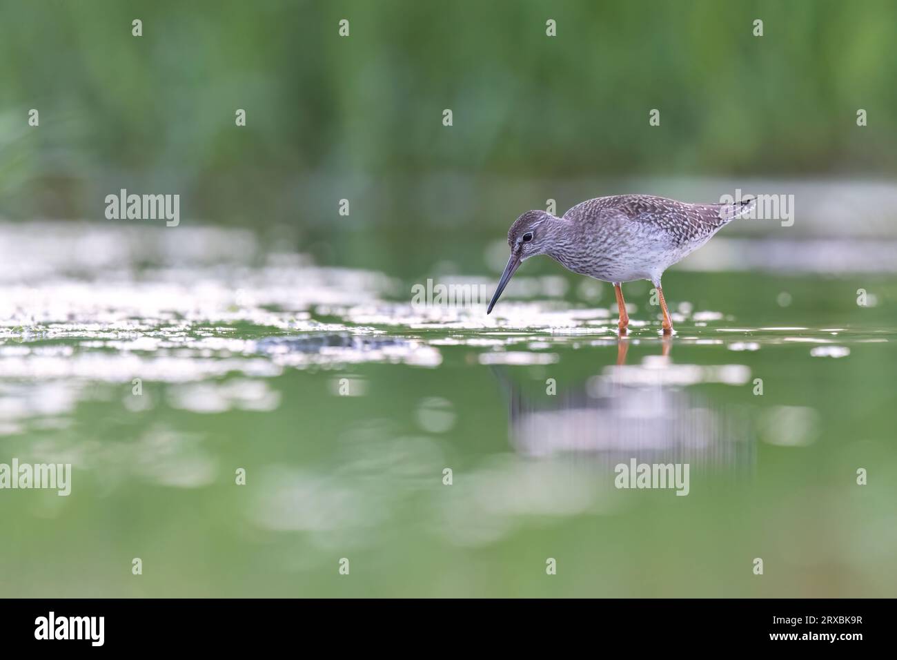 Waders or Shorebirds, The common redshank or redshank (Tringa totanus ...